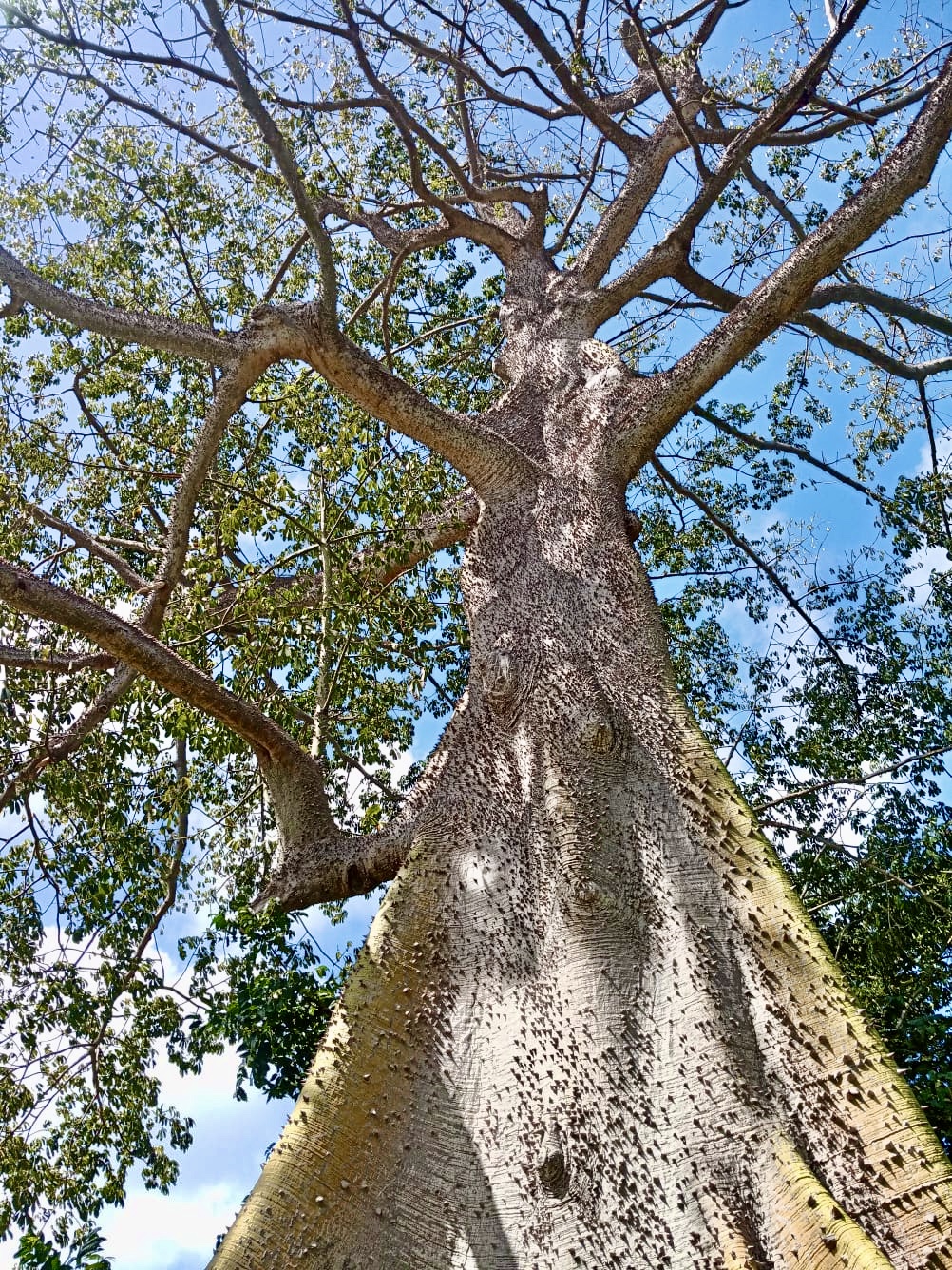 Building Ceiba: Sustainable Shipping and Shipbuilding from the Mangroves of Costa Rica - ZNetwork